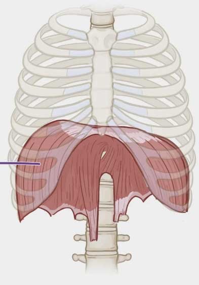 Breathing: A Schroth Manifesto | National Scoliosis Center
